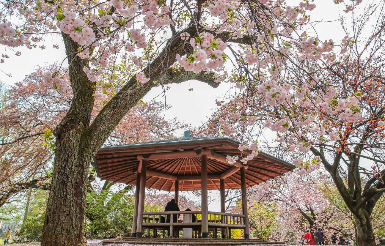 [Tur Sehari] 5 Tempat Terbaik untuk Menikmati Bunga Sakura di Tokyo ...